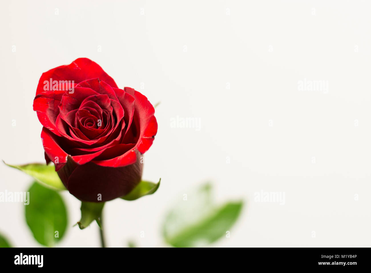 One red rose Stock Photo - Alamy