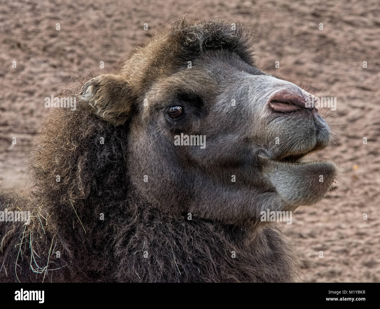 Ship camel hi-res stock photography and images - Alamy