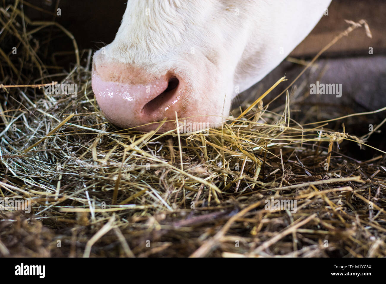 Cow eating hay Stock Photo - Alamy