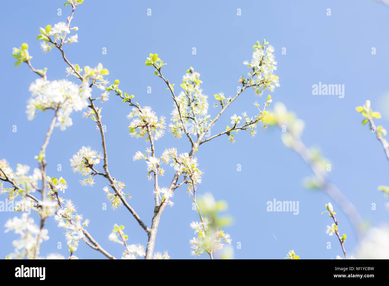 Beautiful apple blossom, first spring bloom, abstract floral background ...