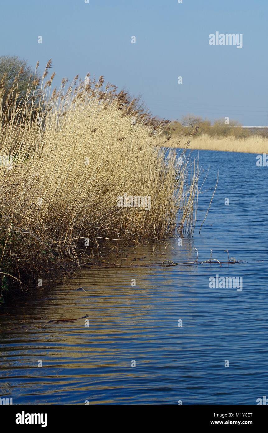 Reeds along the Bank of the Exeter Ship Canal, on a Spring Day. Exeter ...