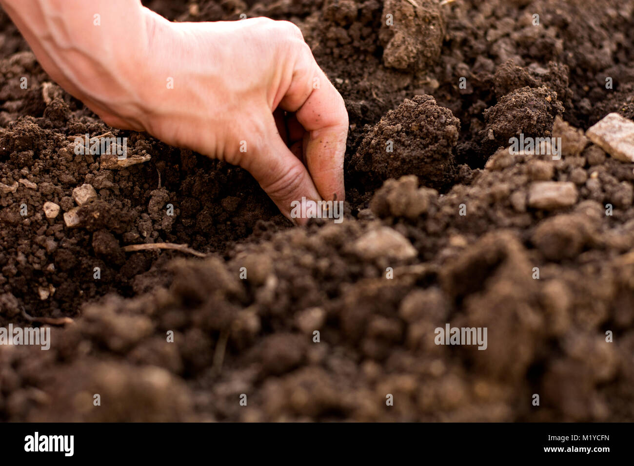 Seeding new plant Stock Photo - Alamy