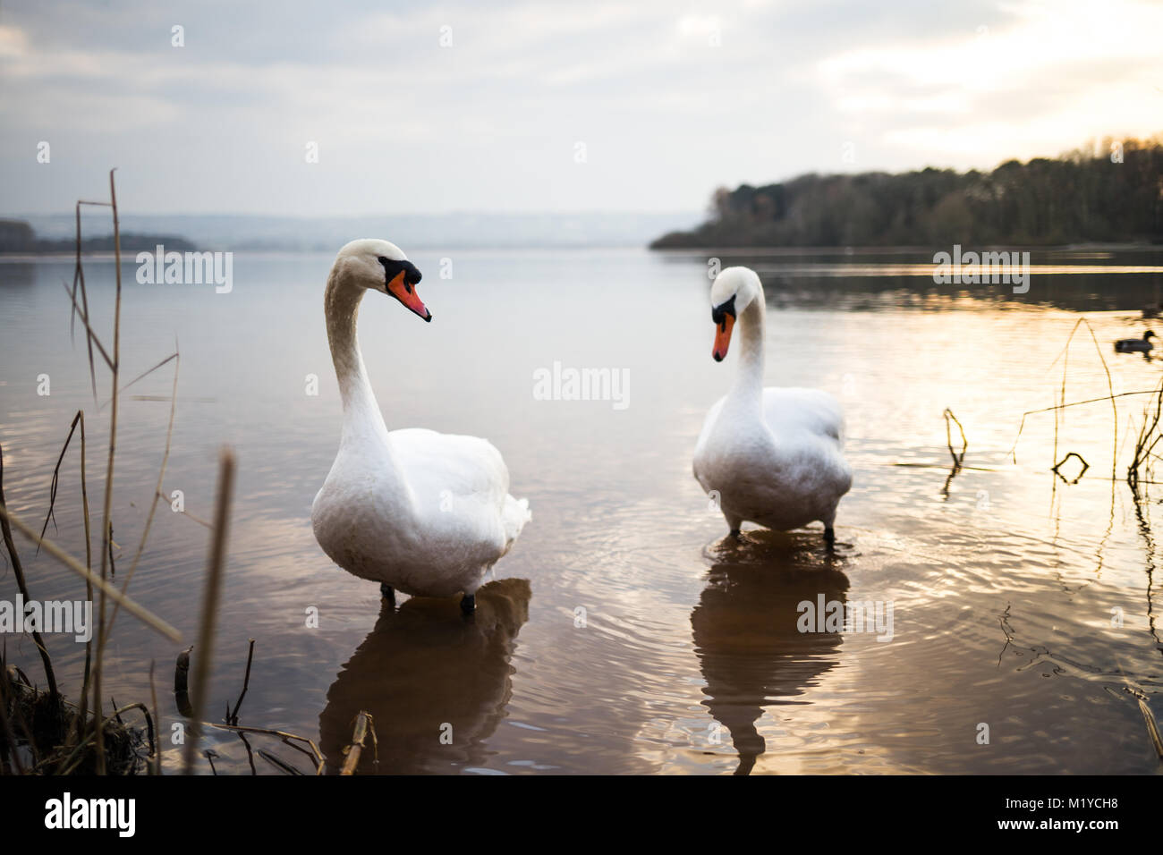 Beautiful swans at sunset hi-res stock photography and images - Alamy