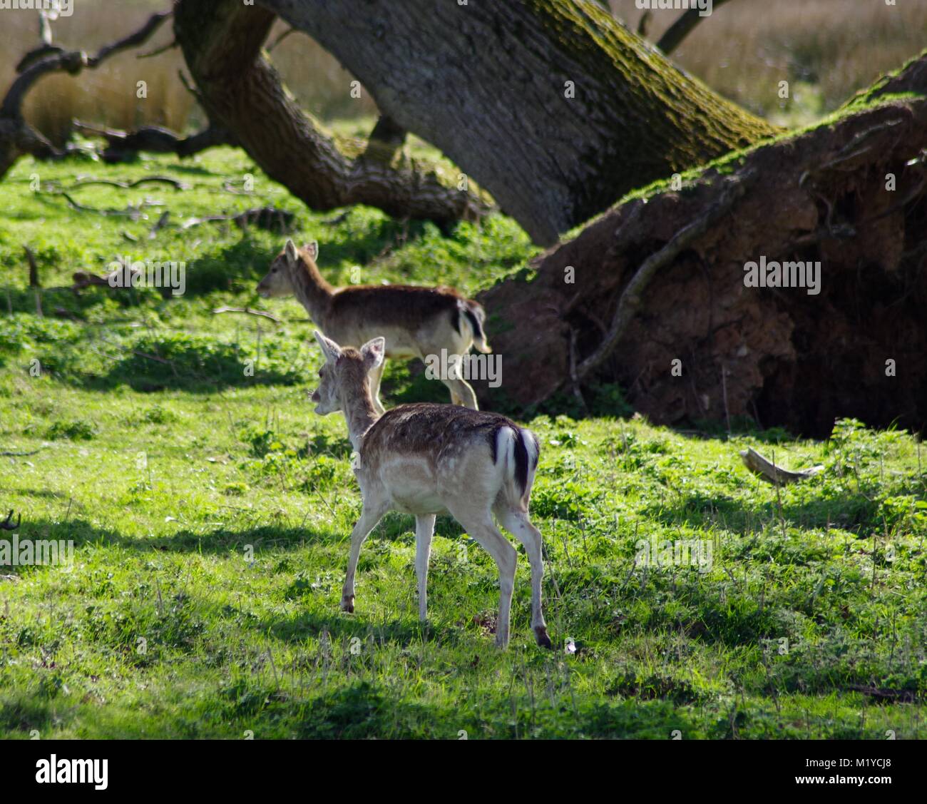 Fallow Deer, (Duma duma) by a Fallen Might English Oak Tree in the Warm ...