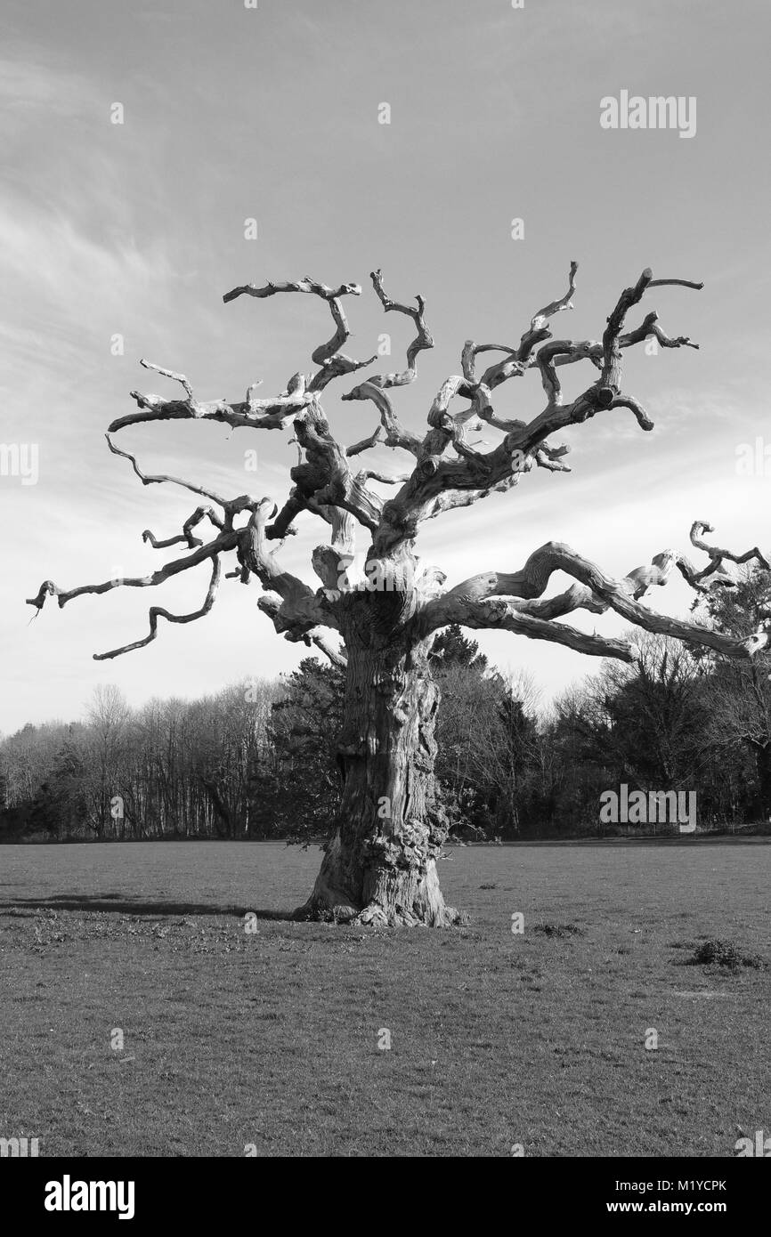Devon oak Black and White Stock Photos & Images - Alamy