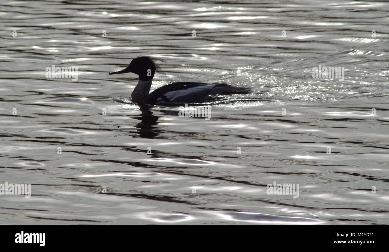 Silhouette of a Swimming Male Red Breasted Merganser Diving Duck on the ...