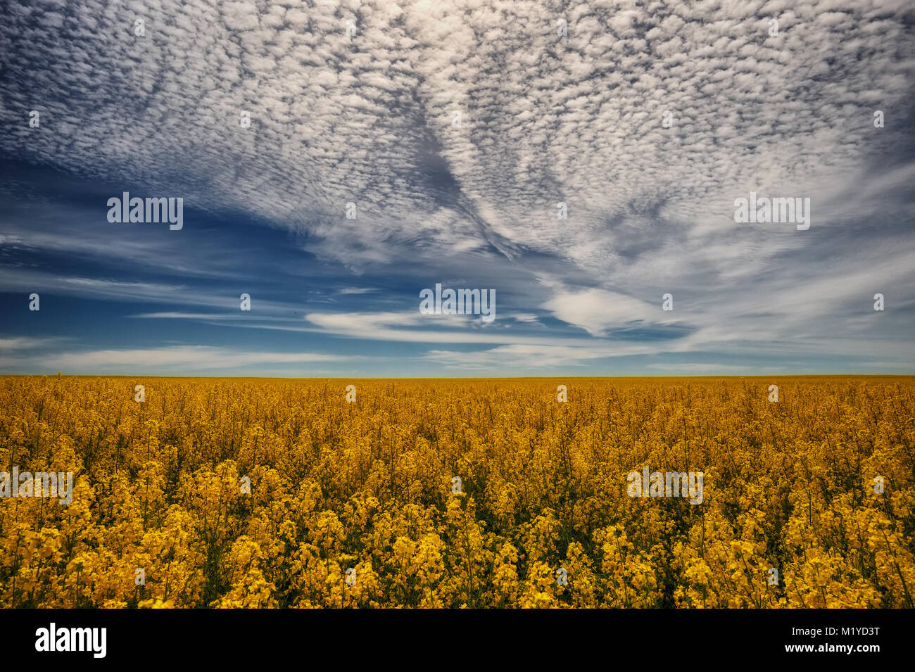 spring field. picturesque rapeseed field Stock Photo - Alamy