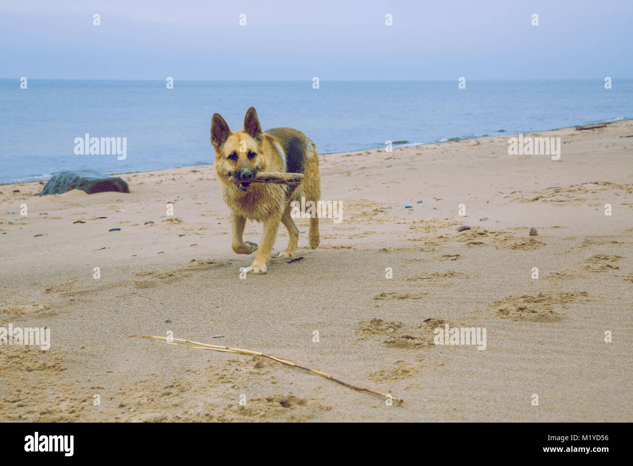 Haired german shepherd dog at baltic sea. 2016 Travel photo. Nature and ...