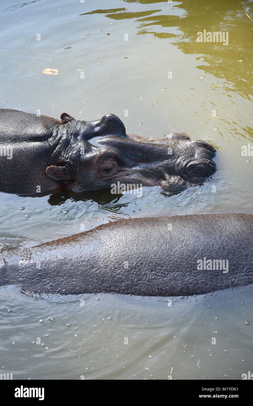 Indian hippopotamus hi-res stock photography and images - Alamy