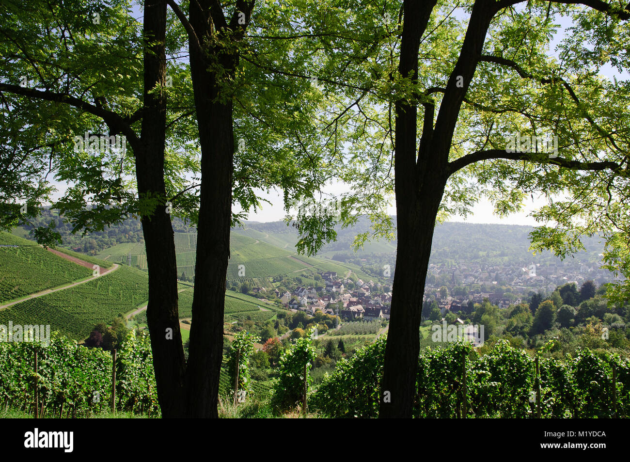 Rotenberg vineyards germany hi-res stock photography and images - Alamy