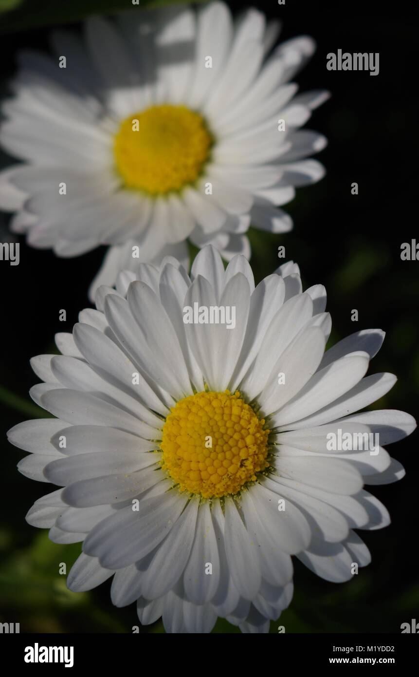 Pair of English Garden Daisy Flowers. (Bellis Perennis) Grown on a Lawn ...