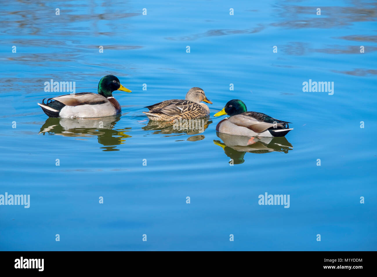 Ducks in Winter Stock Photo - Alamy