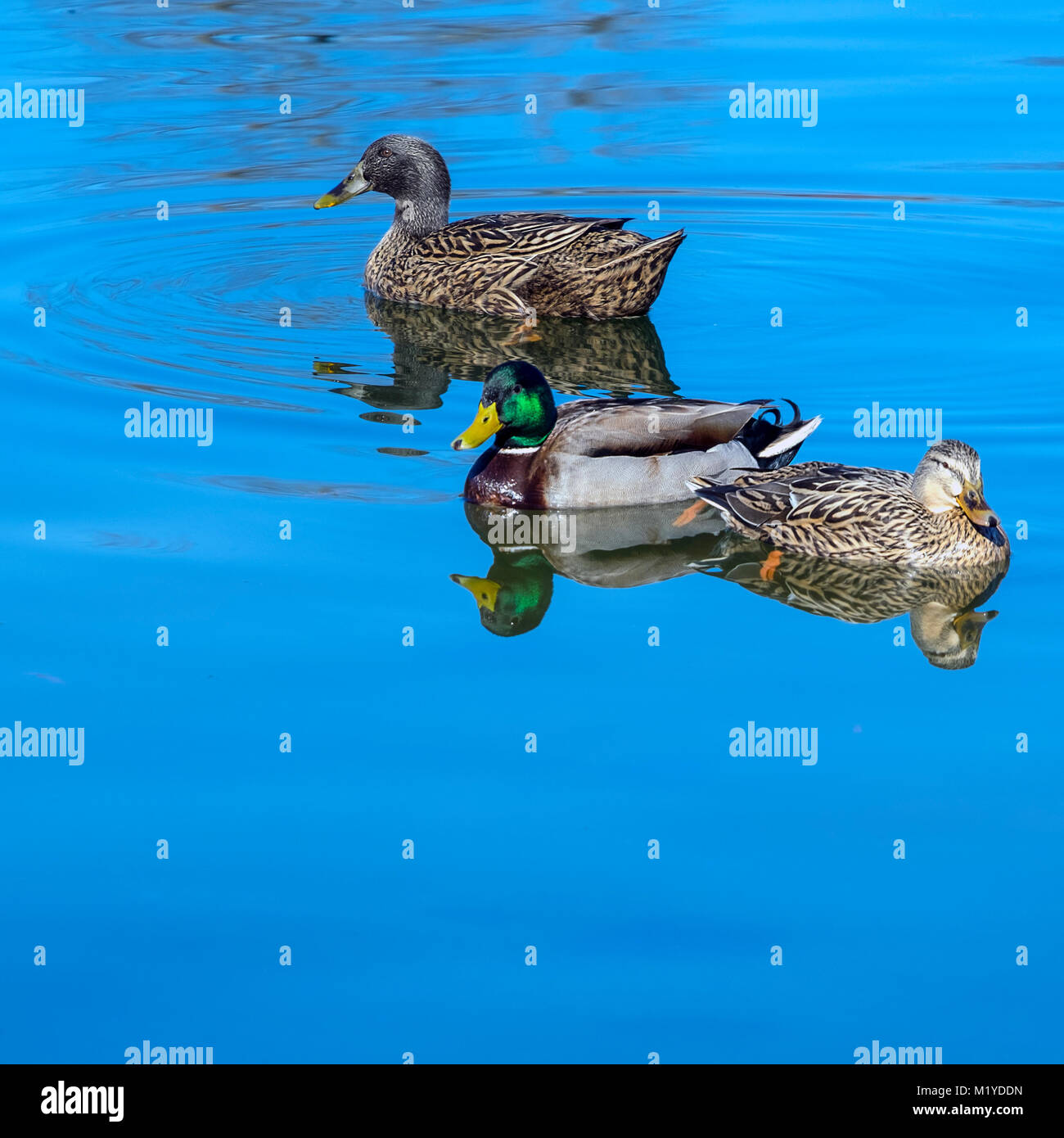 Ducks in Winter Stock Photo - Alamy