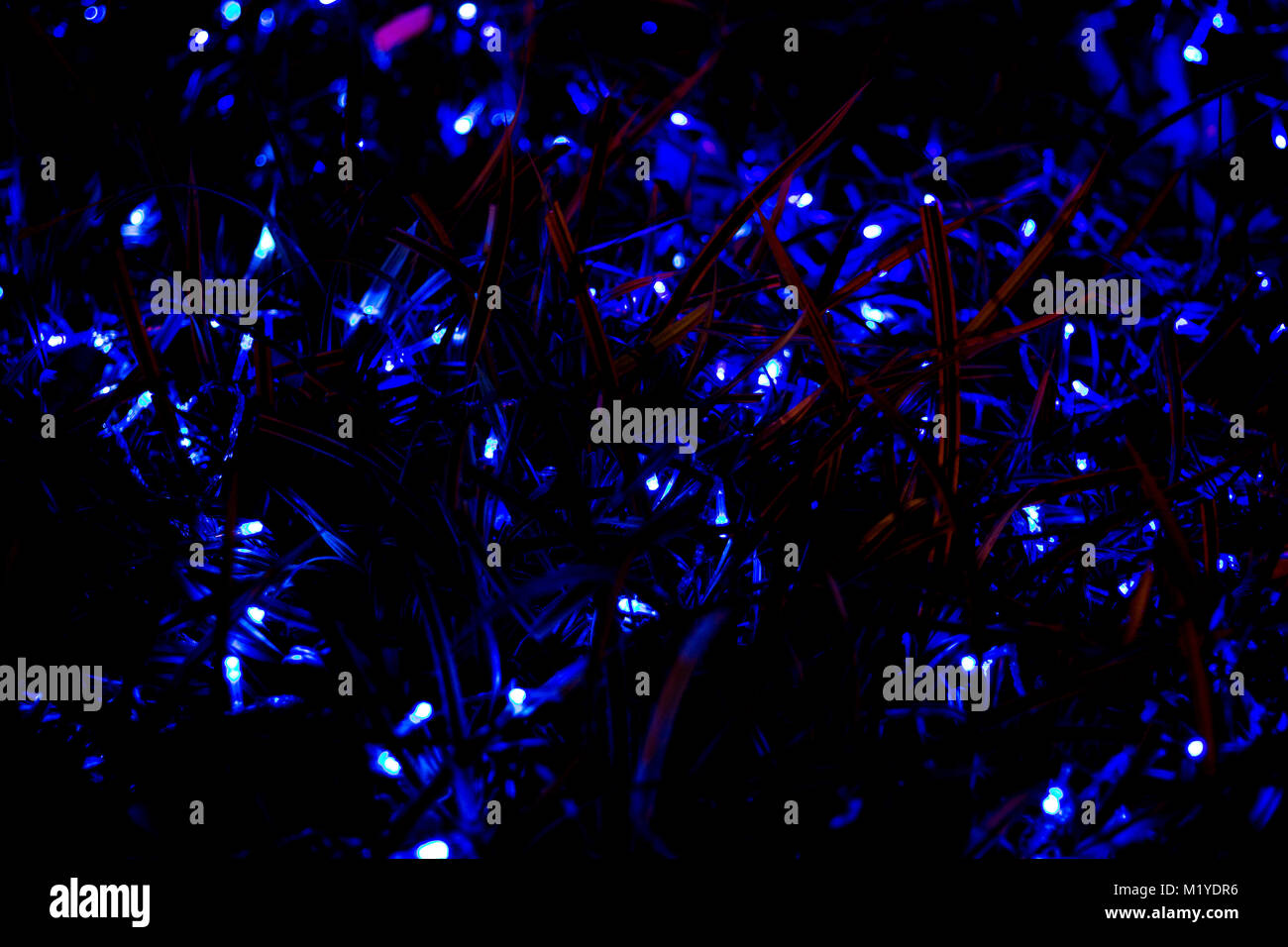 Blue light from light emitting diode (LED) in grass at the dark night ...