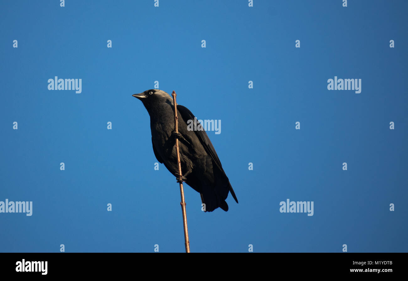 Crow standing on the top of the tree - Corvus corone Stock Photo - Alamy