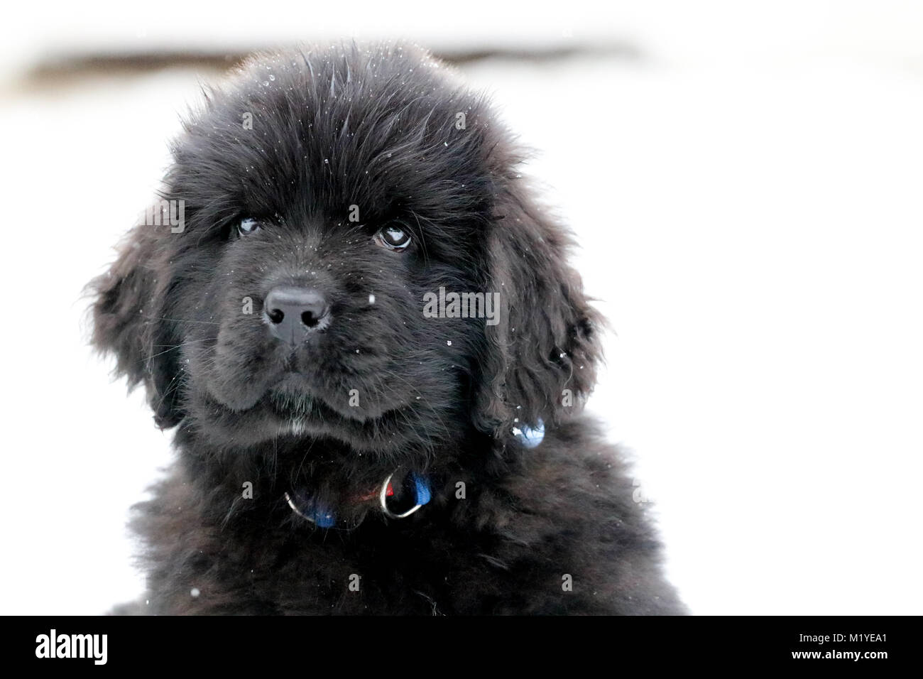 Newfoundland Canine Stock Photos & Newfoundland Canine Stock Images - Alamy