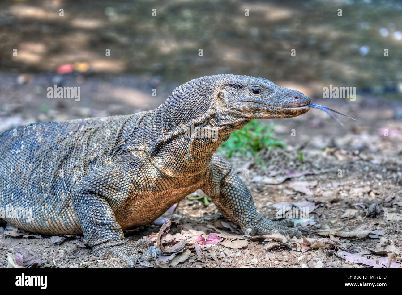 Asian Monitor Lizard High Resolution Stock Photography and Images - Alamy