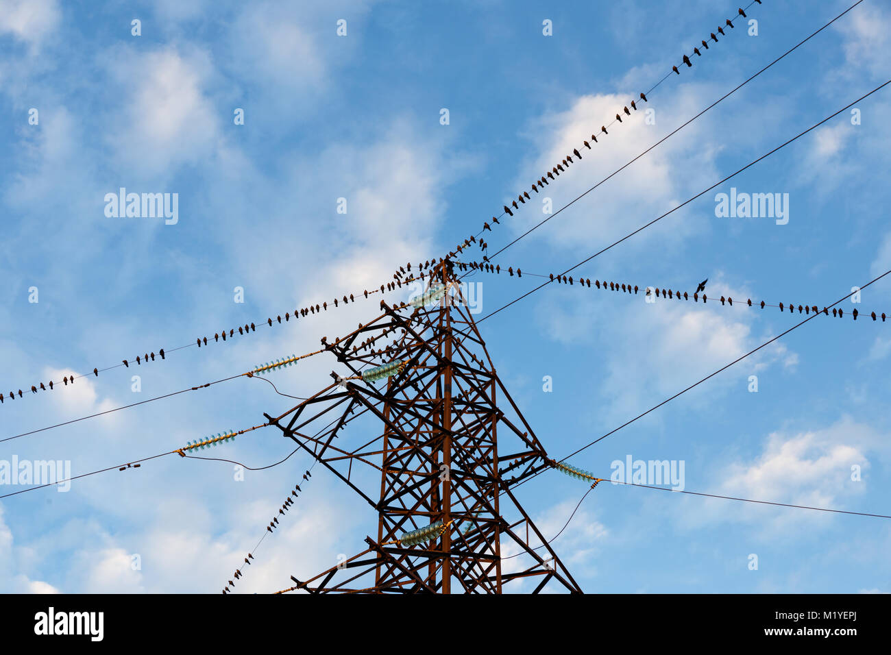 A large group of birds sitting on the power line wires Stock Photo - Alamy