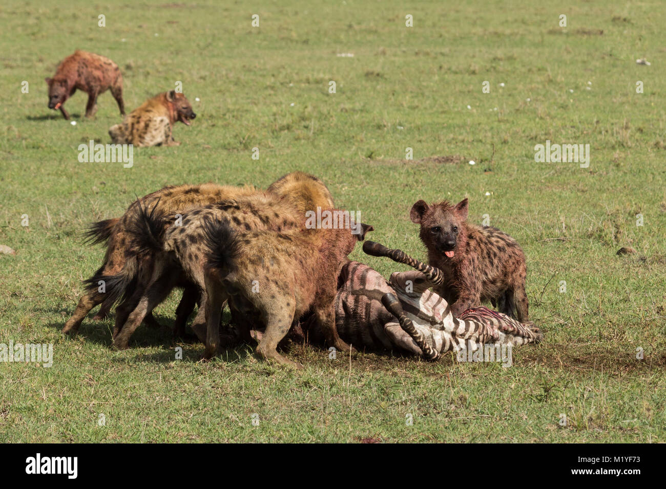 Fighting hyenas hi-res stock photography and images - Alamy