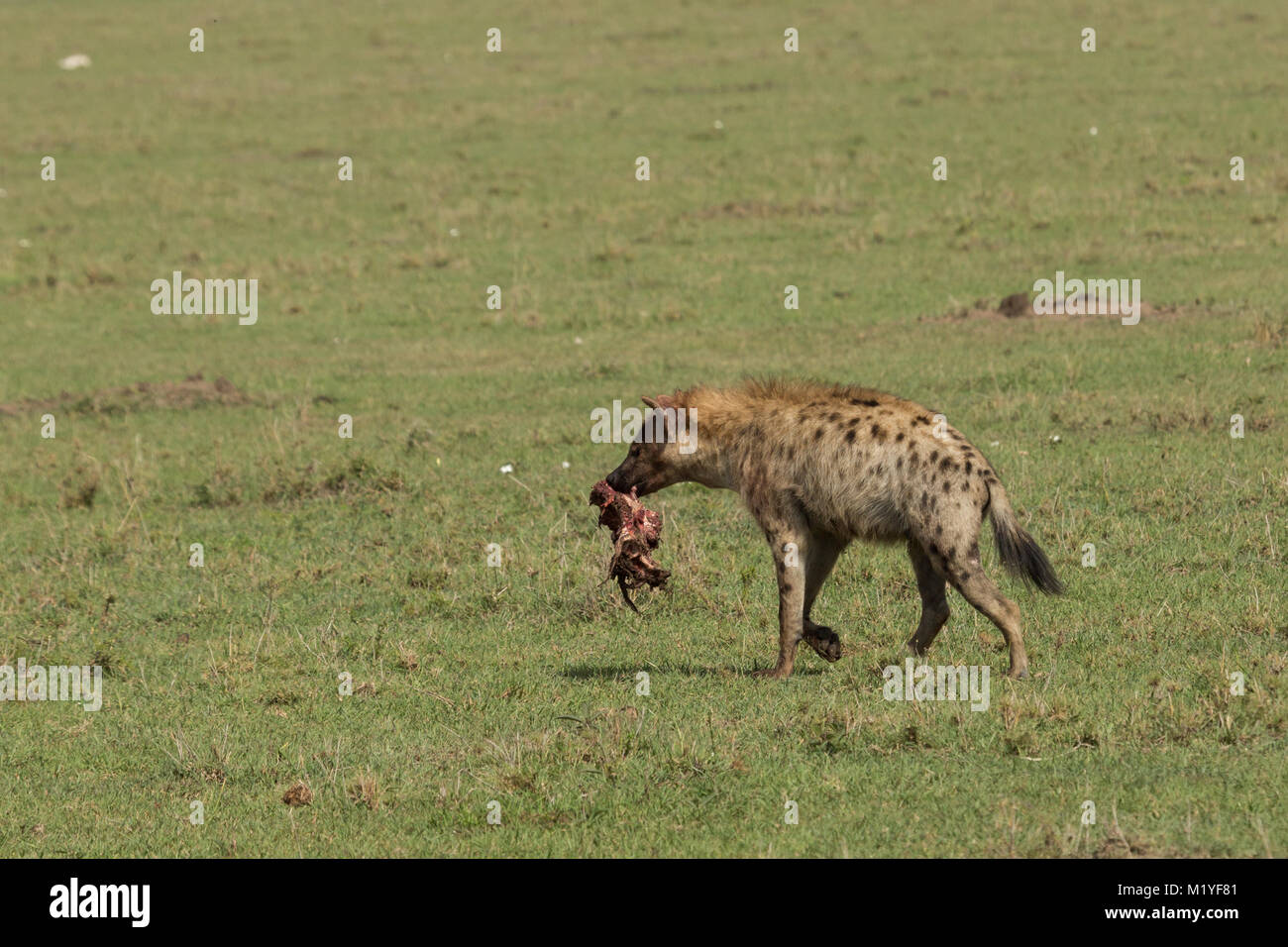 a hyena carries off its portion of a recent kill in the Maasai Mara ...