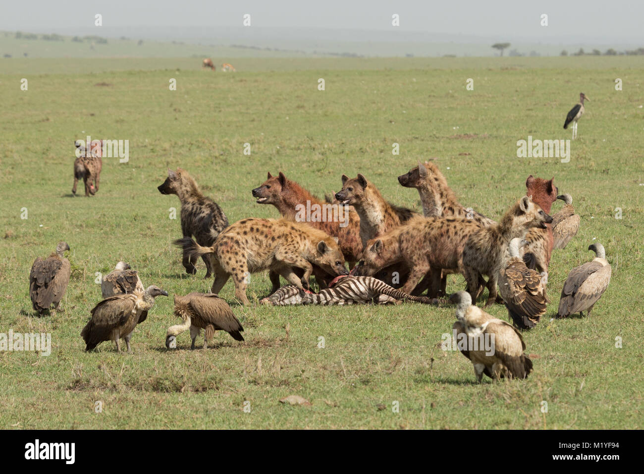 Hyenas with a kill hi-res stock photography and images - Alamy