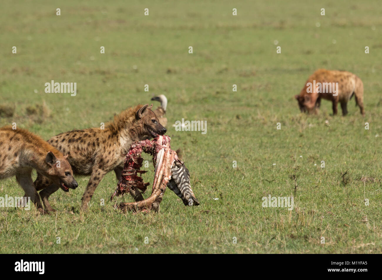 a hyena carries off its portion of a recent kill in the Maasai Mara ...