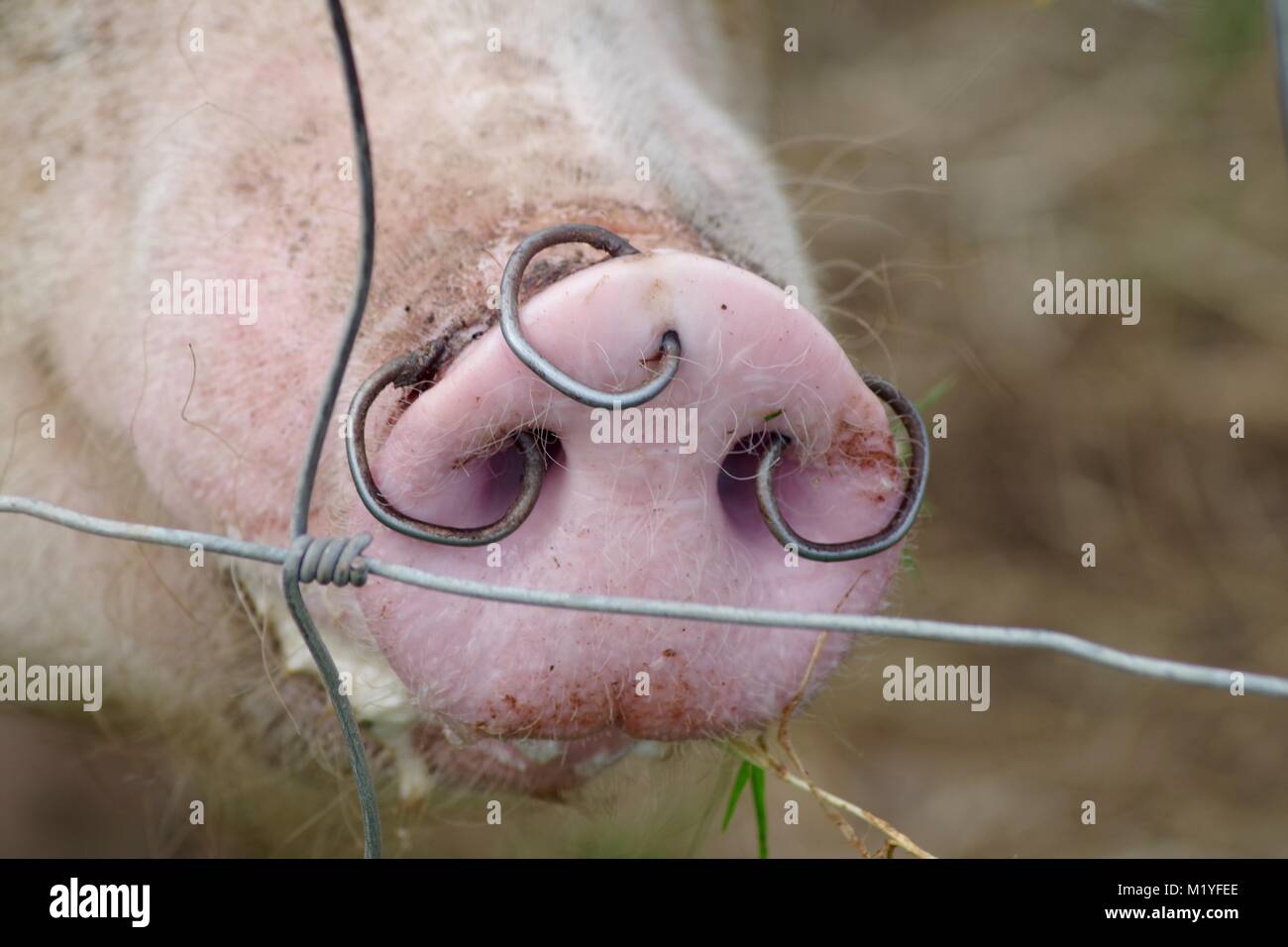 Greedy Pig High Resolution Stock Photography and Images - Alamy