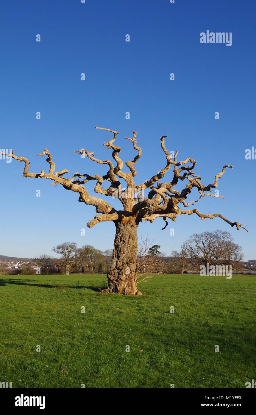 Ancient Gnarled Dead In Field Tree in the Grounds of Powderham Castle ...