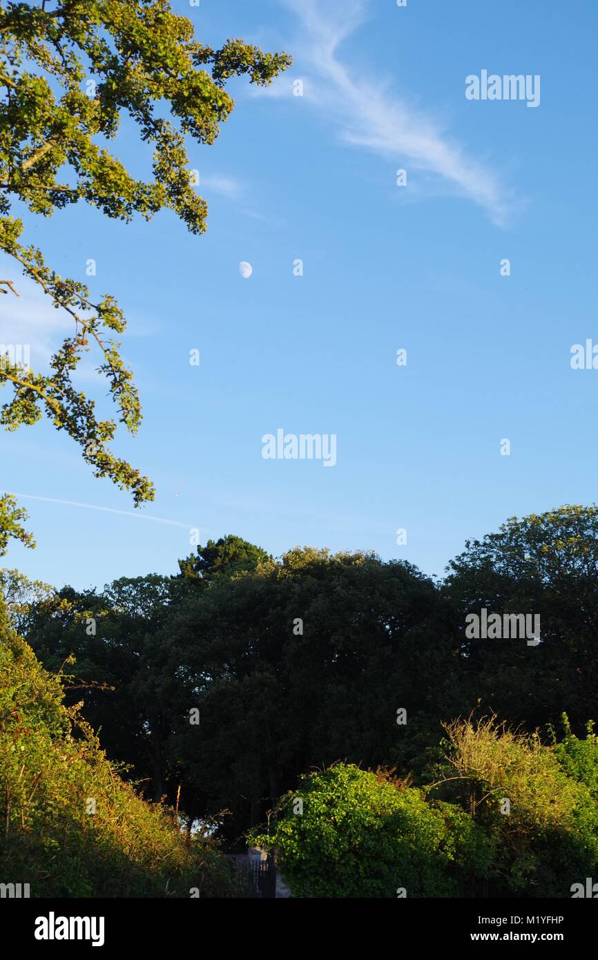 Country Lane, Hedge Row and Woodland in the Golden Glow of a Summer ...