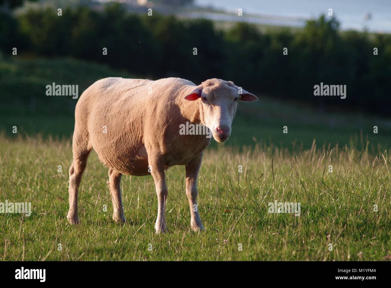 Sheared Sheep in the Golden Light of Dusk on a Devon Farm. Powderham ...