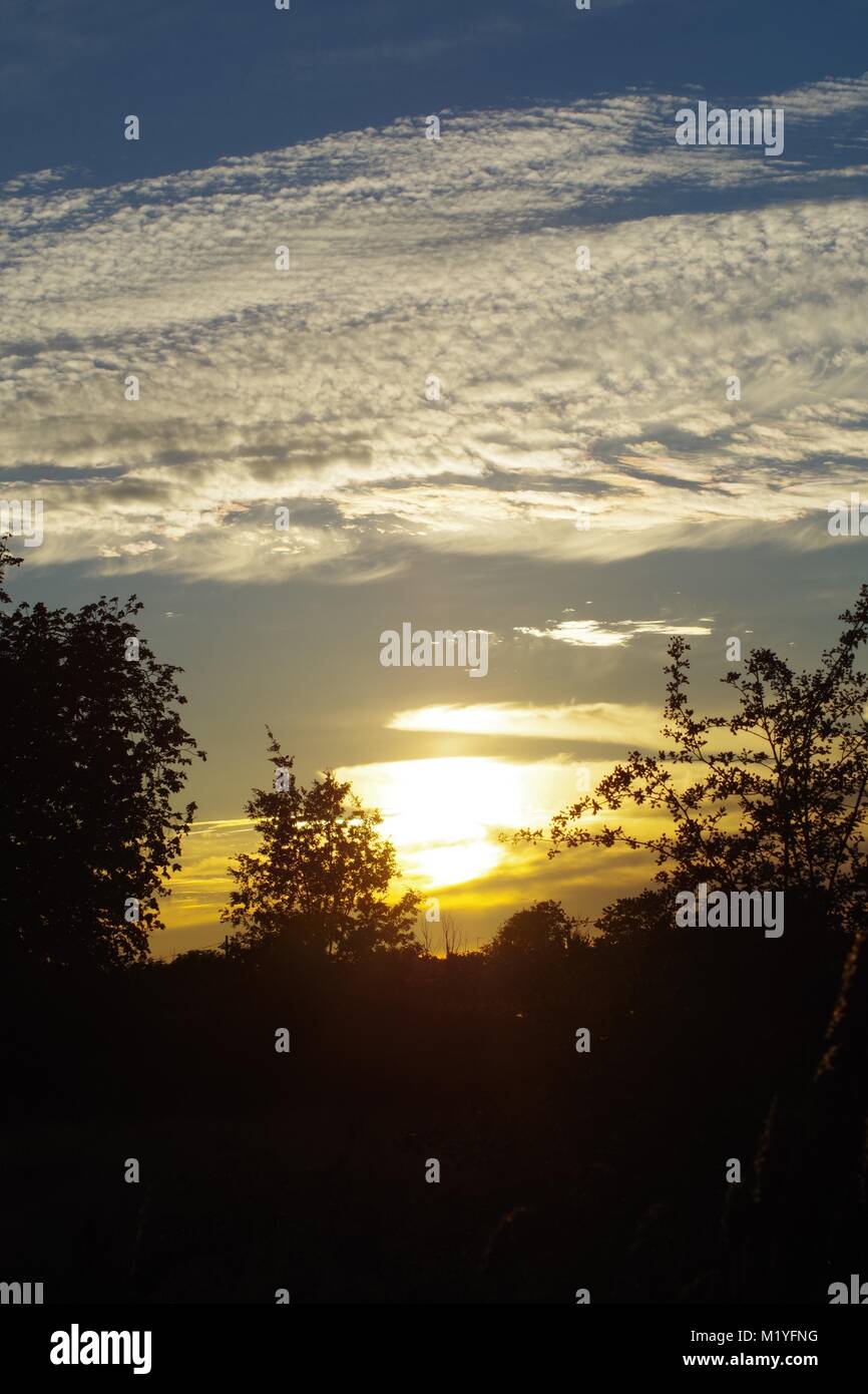 Golden Summer Sunset Silhouetting a Hawthorn Hedge (Crataegus monogyna ...