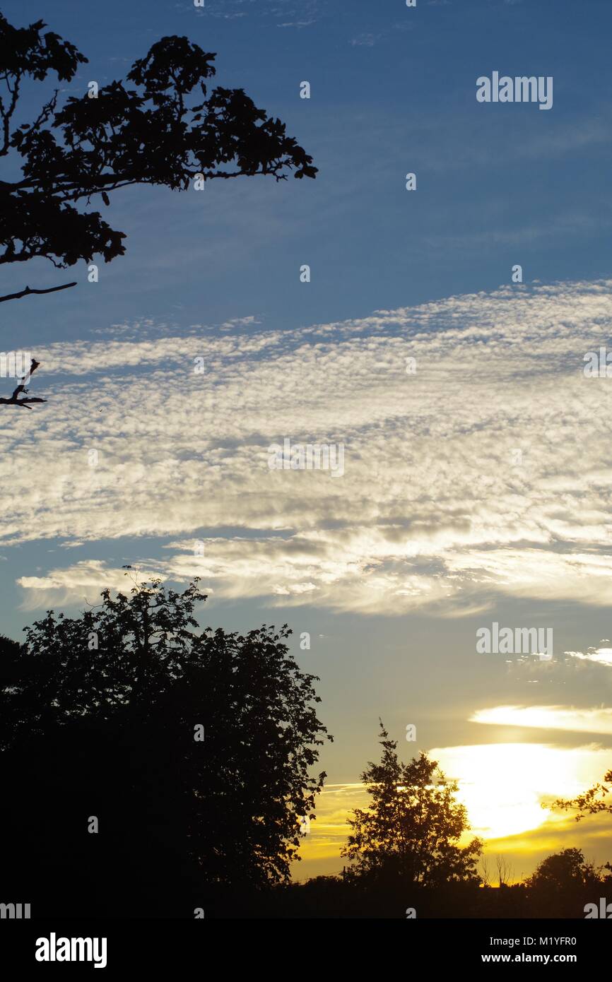 Summer Sunset over Devon Countryside, Silhouetting a Hedge Row, Fair Weather Altocumulus Clouds ...