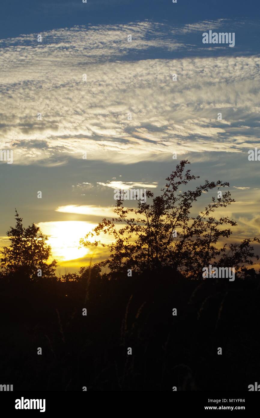 Golden Summer Sunset Silhouetting a Hawthorn Hedge (Crataegus monogyna ...