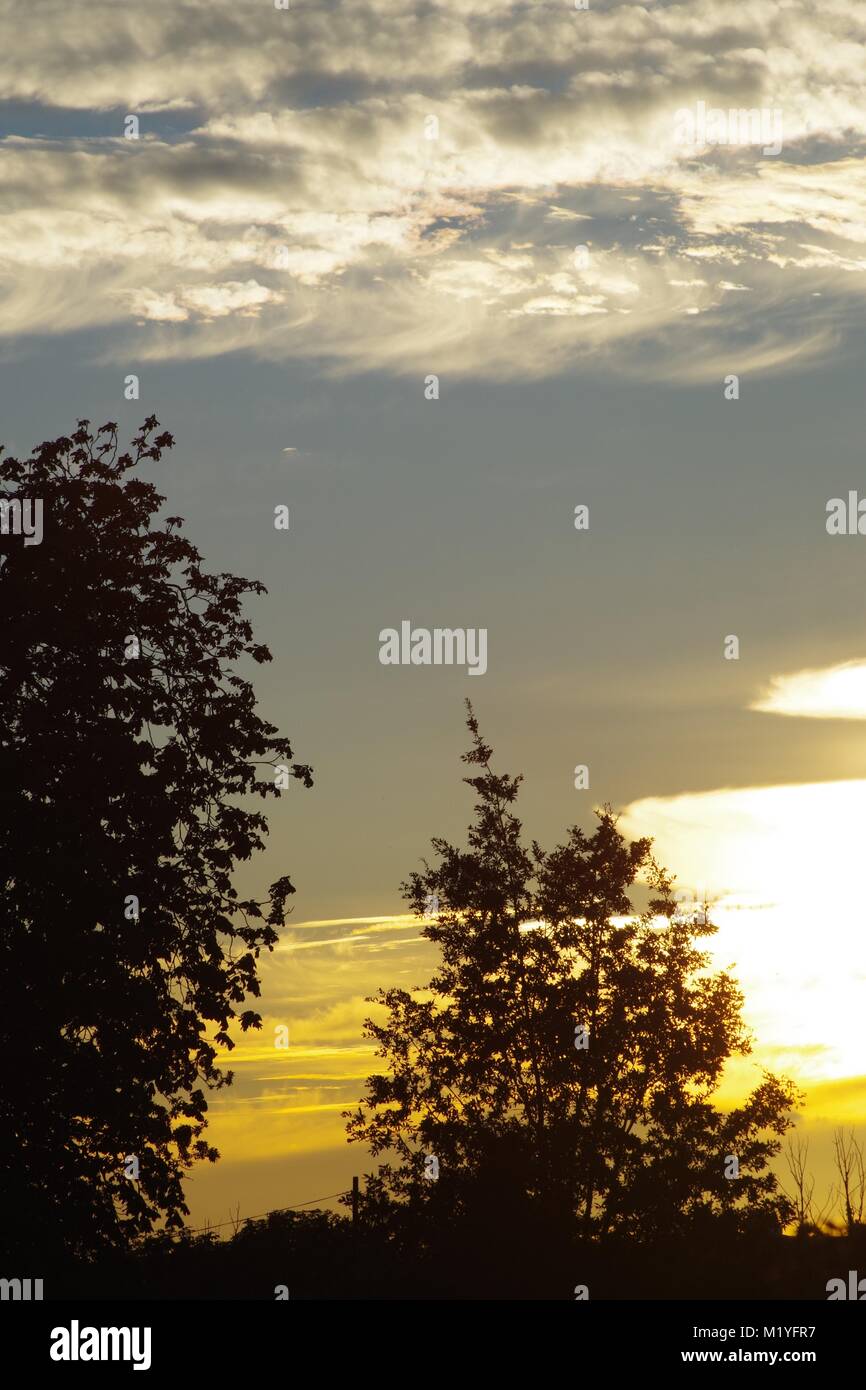 Summer Sunset over Devon Countryside, Silhouetting a Hedge Row, Fair Weather Altocumulus Clouds ...