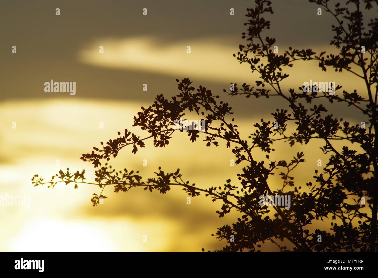 Golden Summer Sunset Silhouetting a Hawthorn Hedge (Crataegus monogyna ...