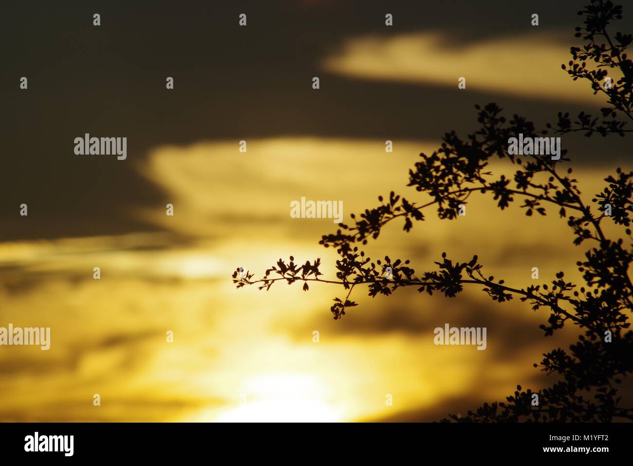 Golden Summer Sunset Silhouetting a Hawthorn Hedge (Crataegus monogyna ...