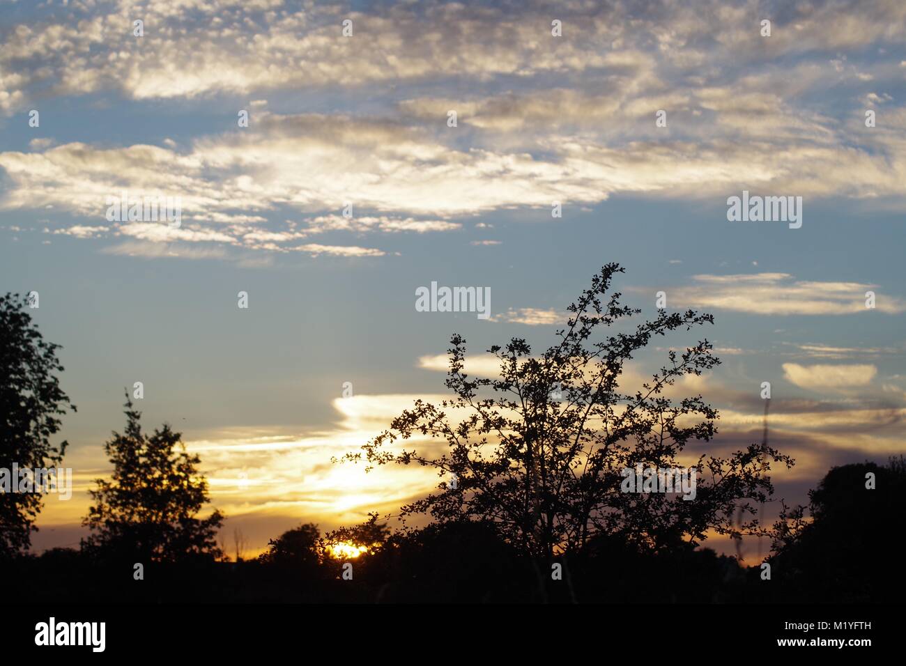 Golden Summer Sunset Silhouetting a Hawthorn Hedge (Crataegus monogyna ...