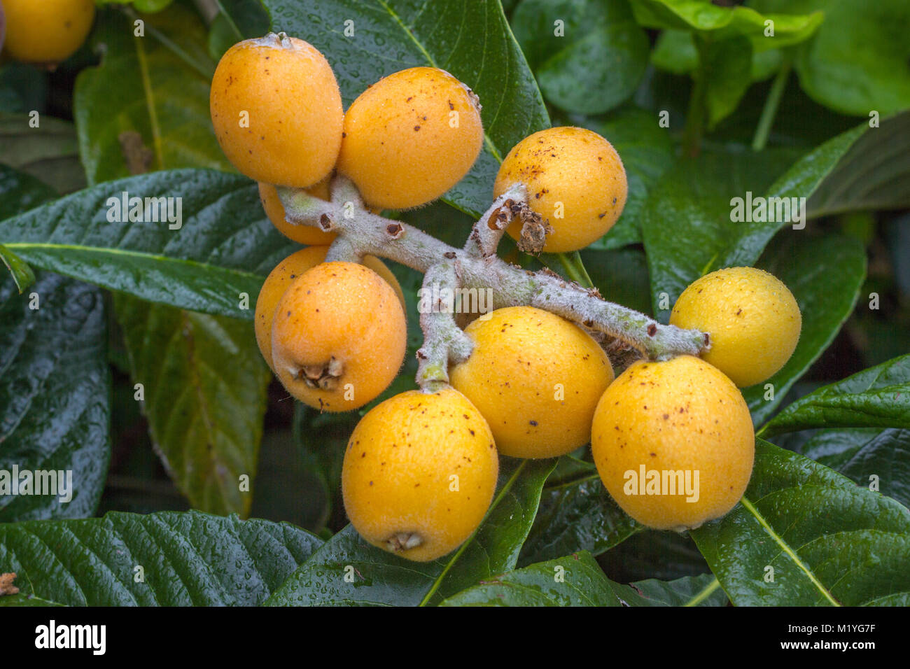 Loquat fruits Eriobotrya japonica on tree. Ripe yellow fruits Stock Photo - Alamy