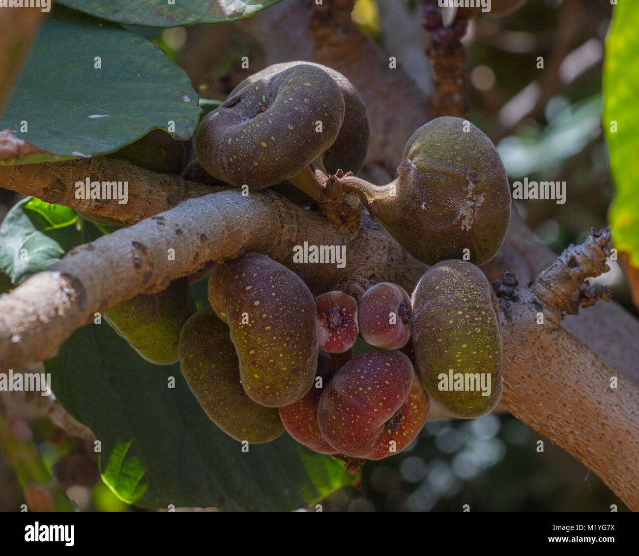 Ficus aspera, crown fig, with small colorful figs. Agricultural ...