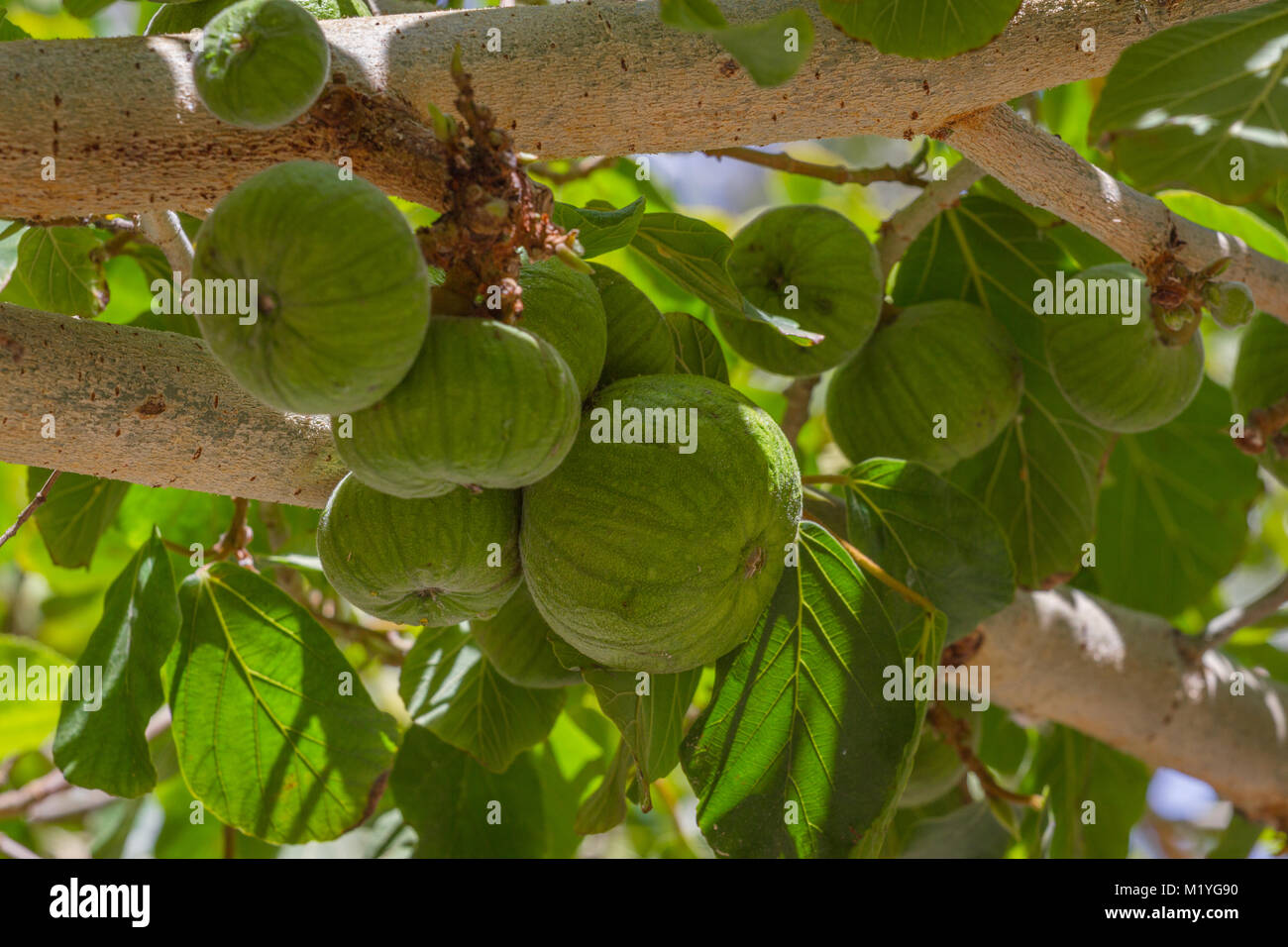 Calufilowery fruit of Australian rainforest ficus fig Stock Photo - Alamy