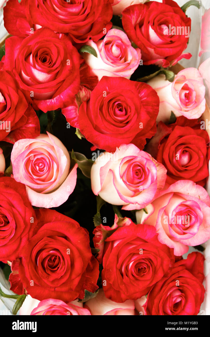 Bouquet of fresh roses Stock Photo - Alamy