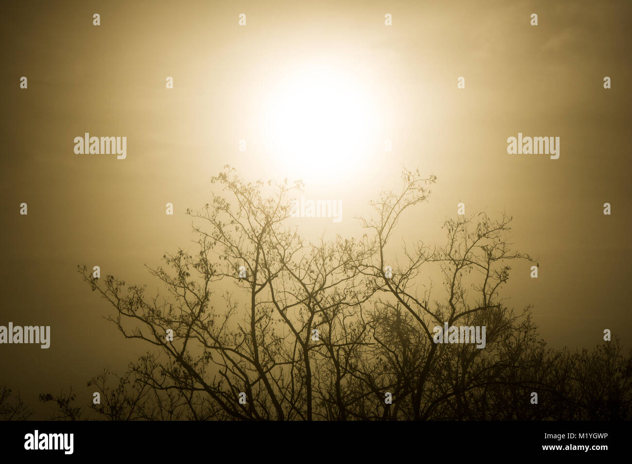 Sun rays piercing through the forest hi-res stock photography and ...