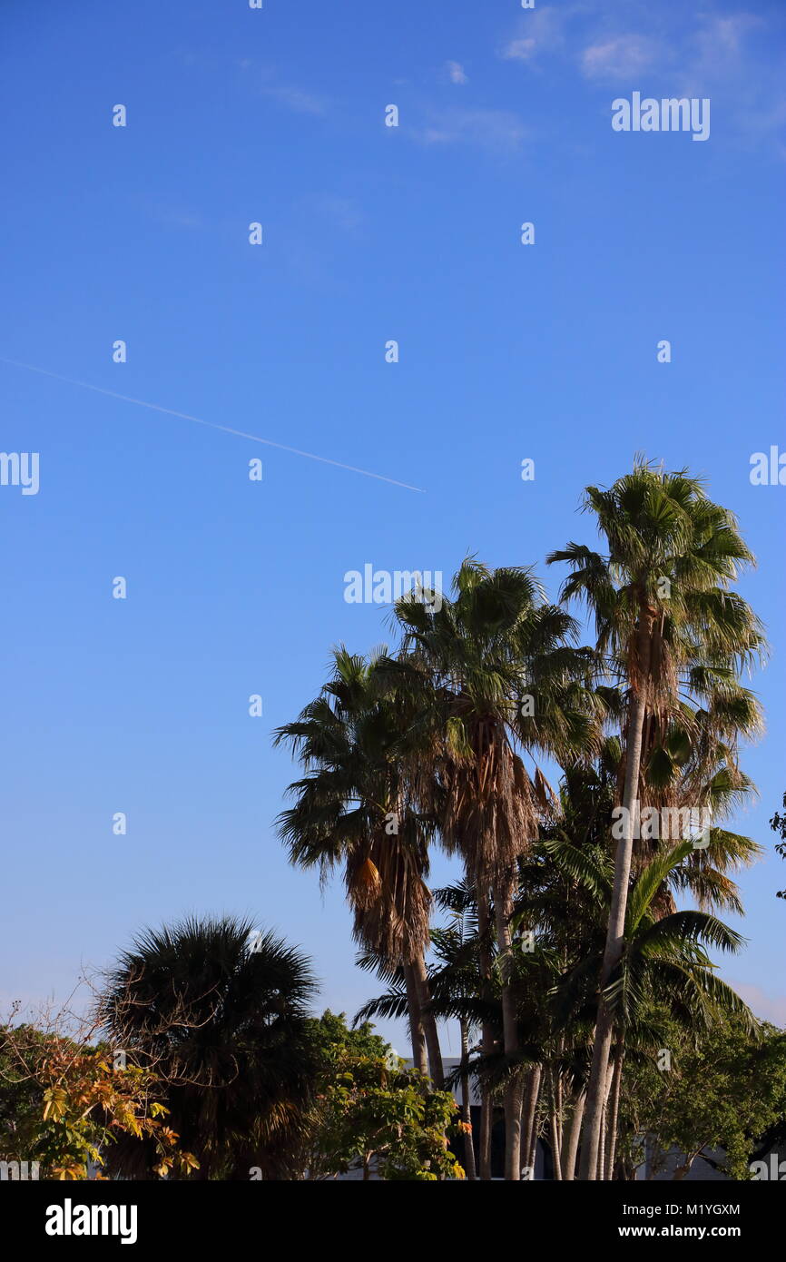 a winter in florida Stock Photo - Alamy