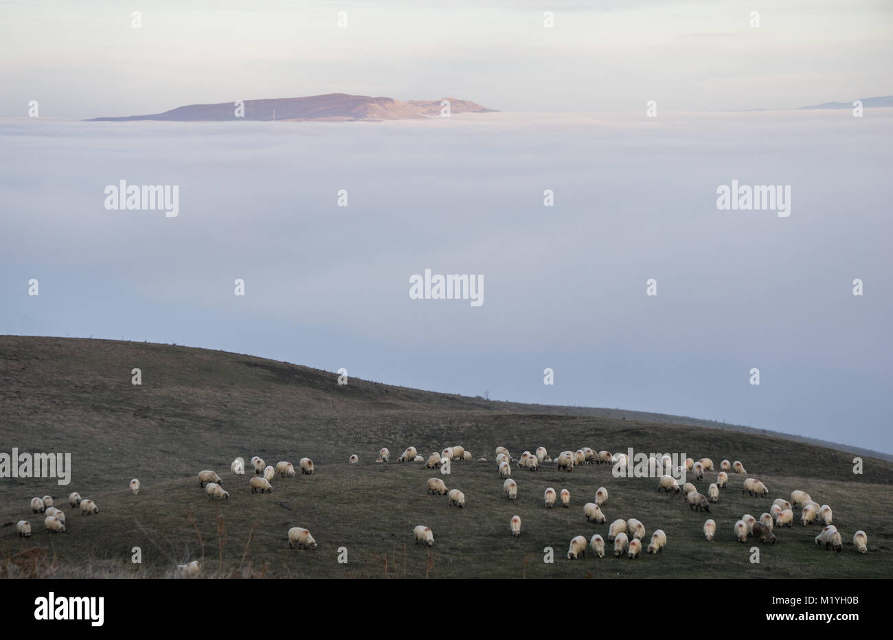 Sheep autumn pasture side view sheep grassland countryside hi-res stock photography and images ...