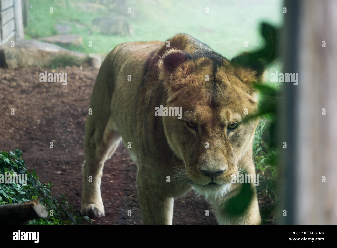 Mean looking lion hi-res stock photography and images - Alamy