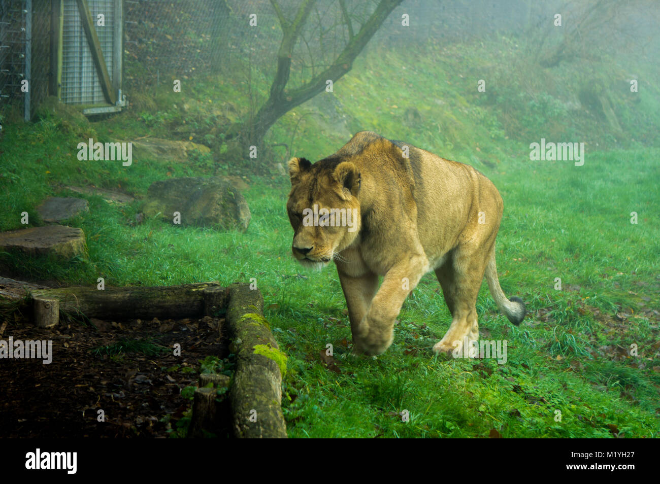 Lioness at a zoo with lush green background Stock Photo - Alamy