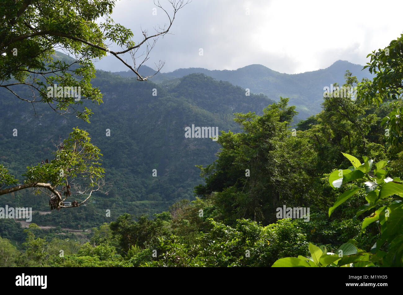 Lush tropical forests in Zhiben National Forest recreation area ...
