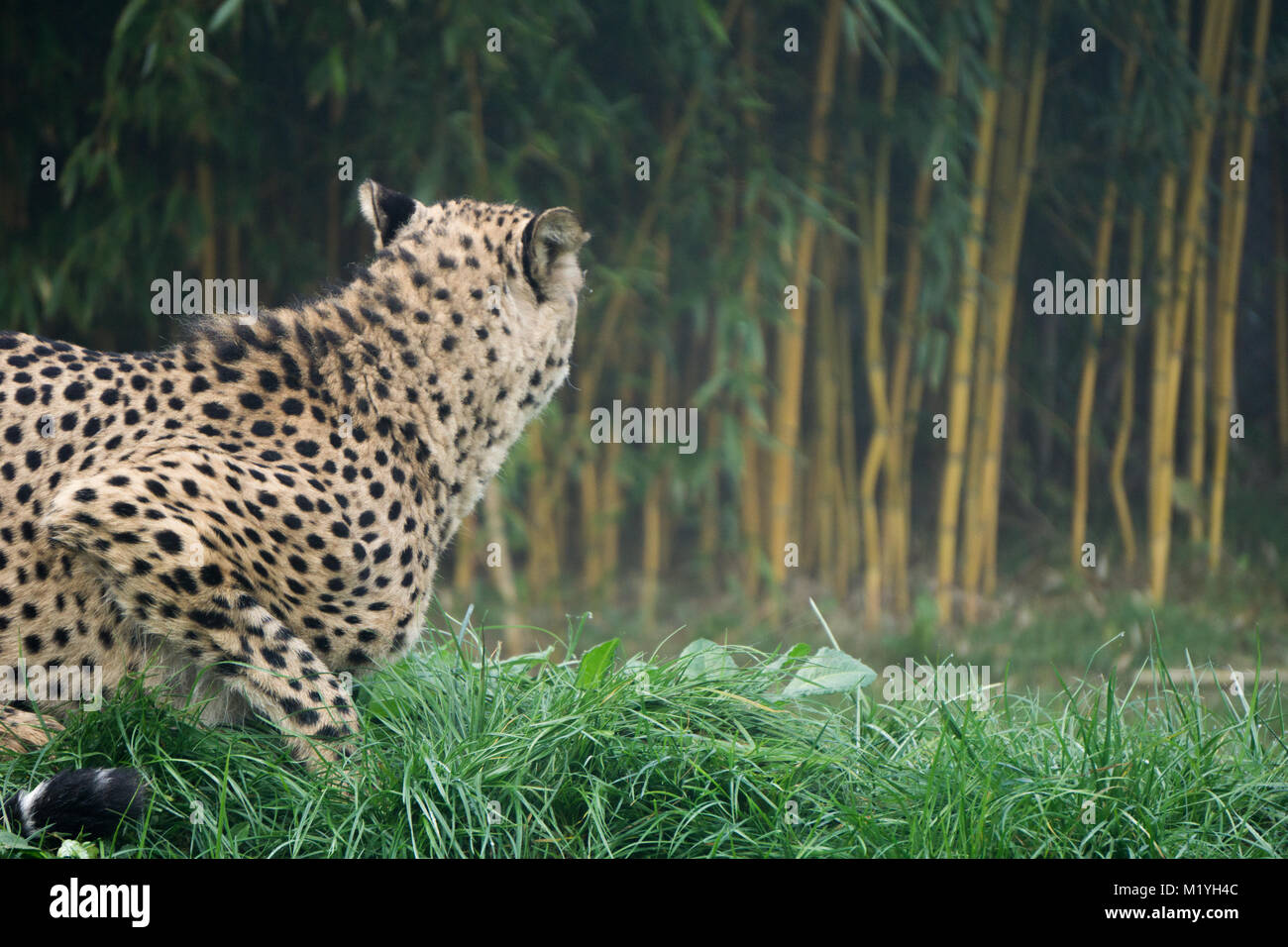 Cheetah facing away from the camera and looking at a bamboo overgrowth ...