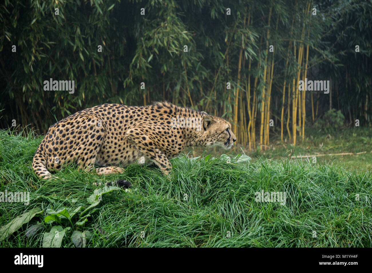 Cheetah stalking its pray in lush green grass with bamboo in the ...