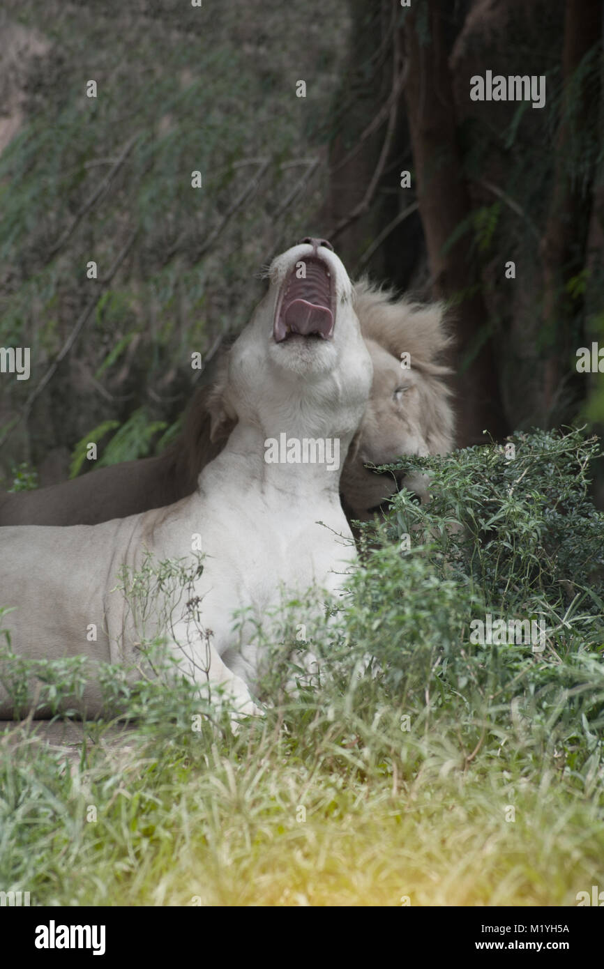 The white lion is occasionally is a rare color mutation of the Kruger ...